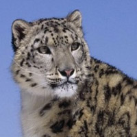 🔥 If Snow Leopard has a personality type...