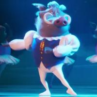 🔥 Ballet Warthog Male (Contestant) MBTI | Sing (Franchise) Personality ...