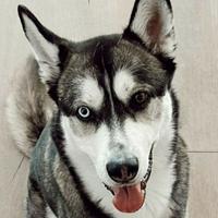 What do you think Wolf (Joey Graceffa's dog)'s personality is?