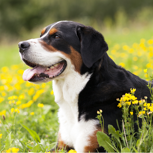 🔥 If Greater Swiss Mountain Dog has a personality type...