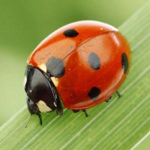 🔥 If Ladybug has a personality type...