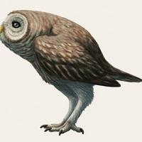 🔥 If Stilt-owl has a personality type...