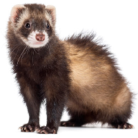 🔥 If Ferret has a personality type...