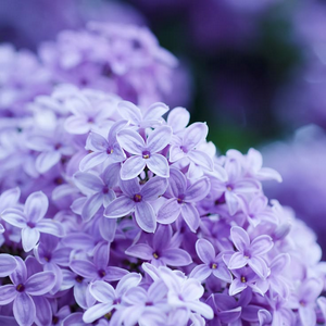 🔥 If May 30 (Lilac) has a personality type...