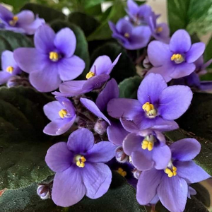 🔥 If January 8 (Purple Violet) has a personality type...