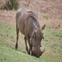 🔥 If Warthog has a personality type...