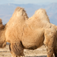 🔥 If Hump has a personality type...
