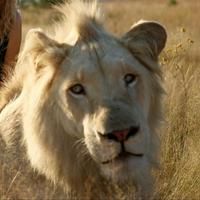 🔥 Charlie MBTI | Mia and the White Lion Personality Types