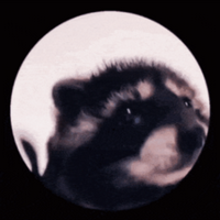 🔥 If Gif of Raccoon spinning (Pedro) has a personality type...