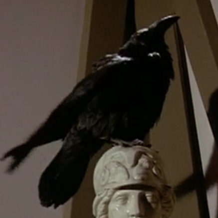🔥 Raven (quoth the raven) MBTI | Night Gallery Personality Types