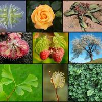 🔥 If Plants & Flowers has a personality type...